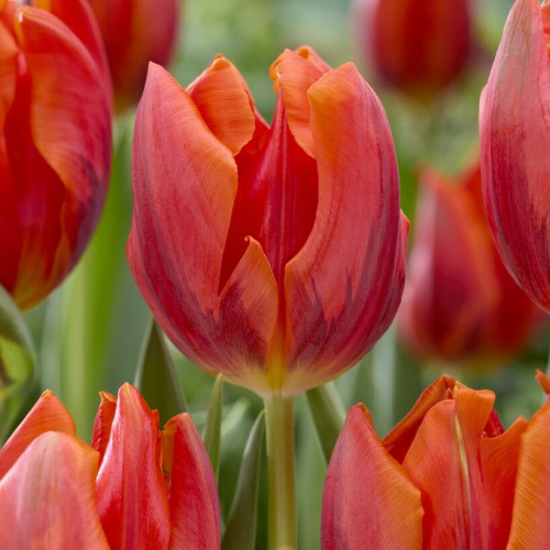 pilgrim tulip