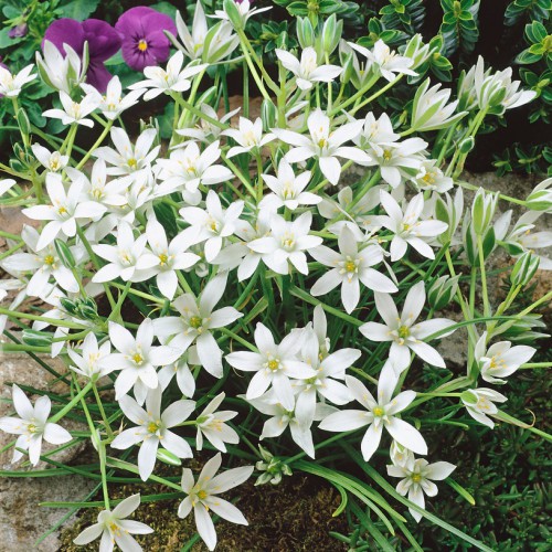 Pilgrim Flower Bulbs - Ornithogalum Umbellatum Bulbs - Pilgrim Flower Bulbs
