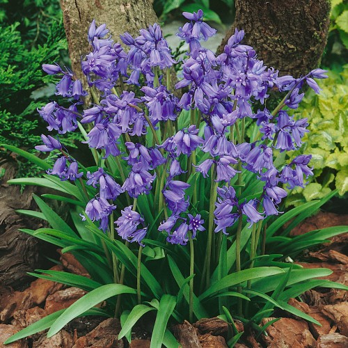 Pilgrim Flower Bulbs - Cultivated English Bluebells - Pilgrim Flower Bulbs