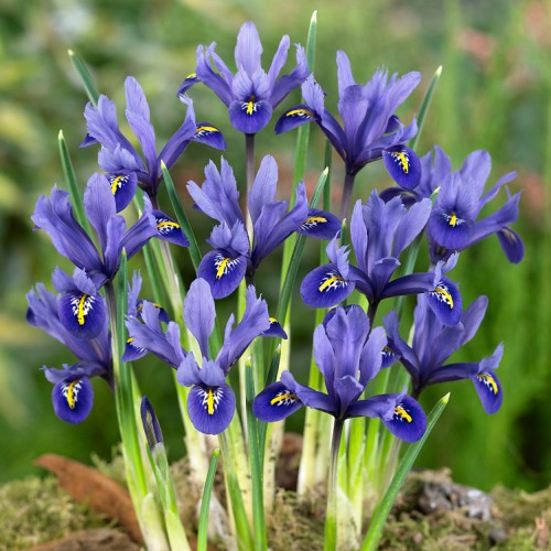 Pilgrim Flower Bulbs - Iris Reticulata Harmony Bulbs - Pilgrim Flower Bulbs