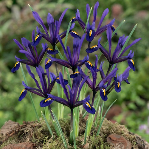 Pilgrim Flower Bulbs - Iris Reticulata Bulbs - Pilgrim Flower Bulbs