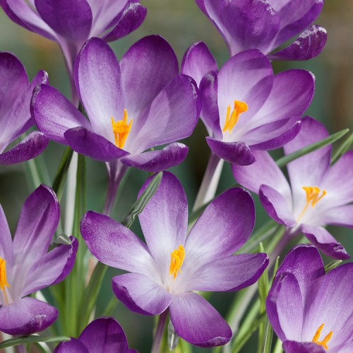 Pilgrim Flower Bulbs - Crocus Ruby Giant Bulbs - Pilgrim Flower Bulbs