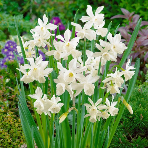 Pilgrim Flower Bulbs - Narcissi Bulbs Thalia - Pilgrim Flower Bulbs
